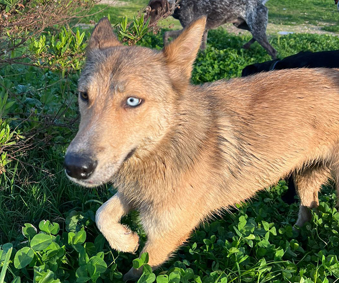 Animals Lebanon - Adopt