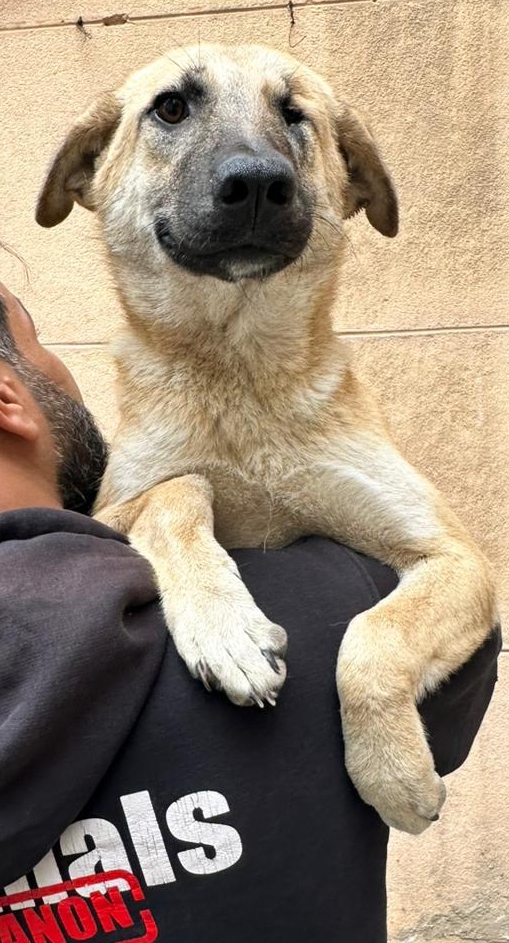 Animals Lebanon - Adopt