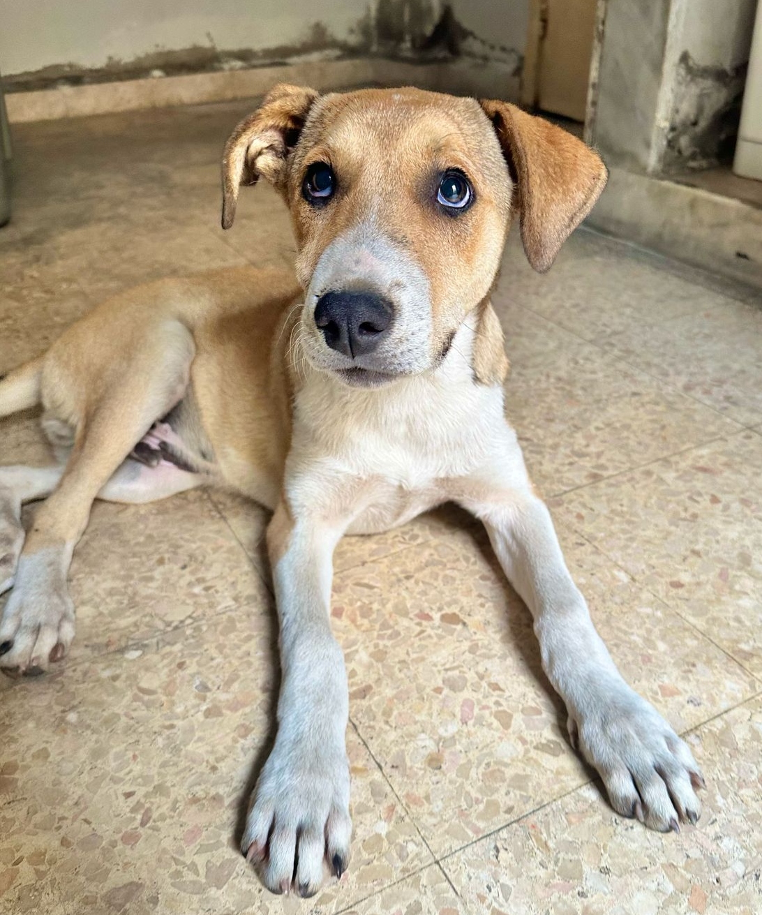 Animals Lebanon - Adopt