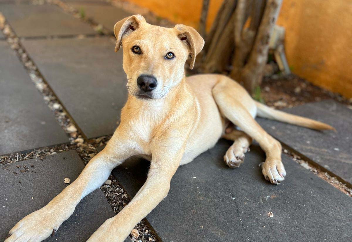 Animals Lebanon - Adopt