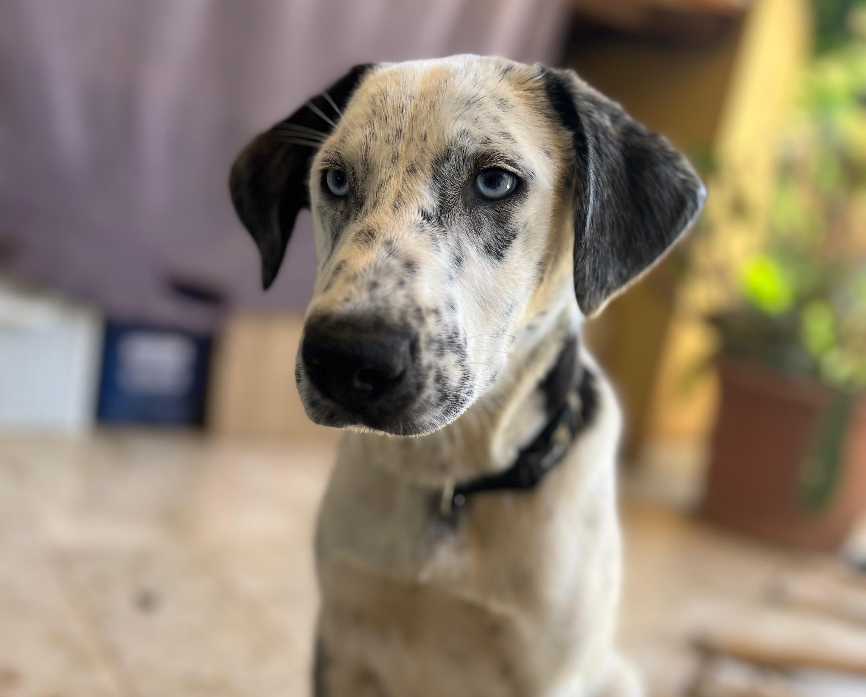 Animals Lebanon - Adopt