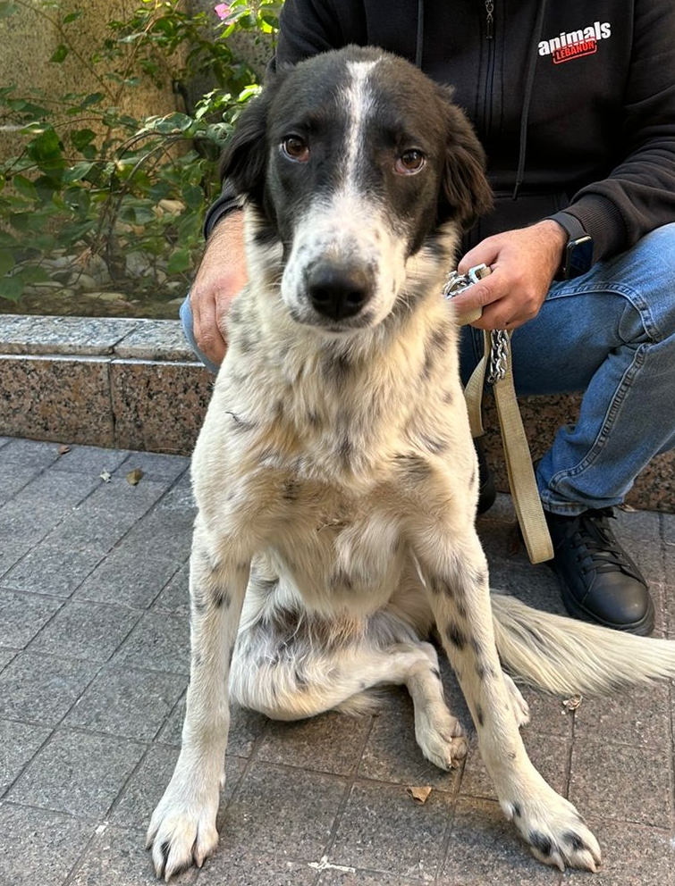 Animals Lebanon - Adopt