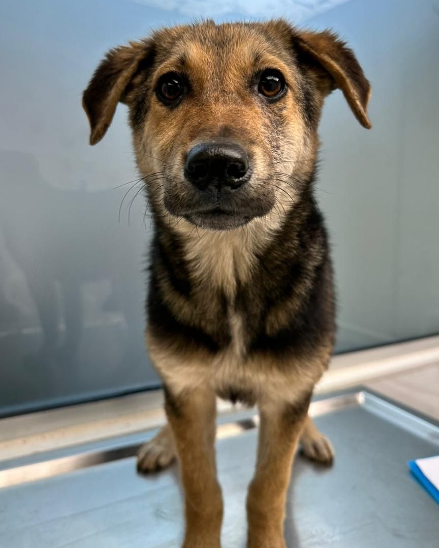 Animals Lebanon - Adopt