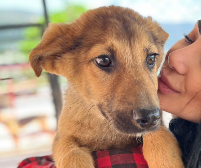 Animals Lebanon - Adopt