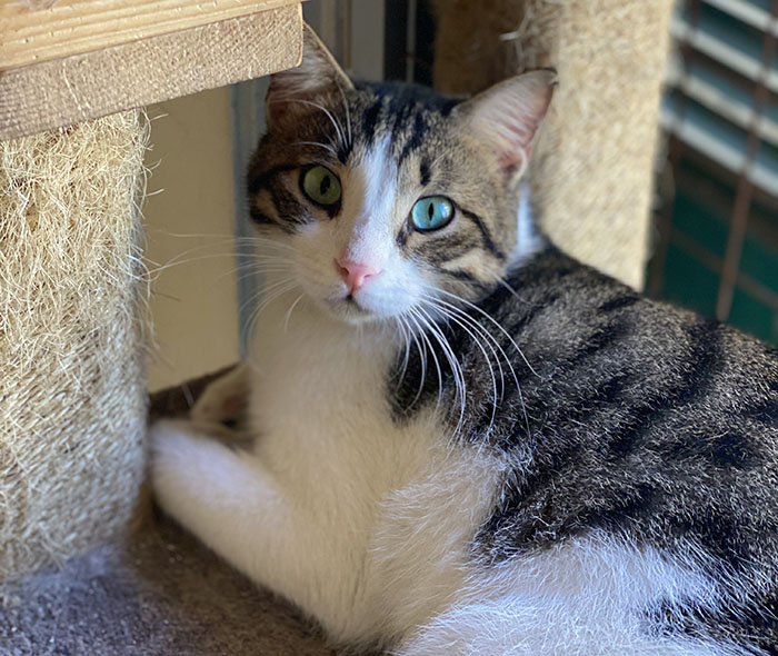 Animals Lebanon - Adopt