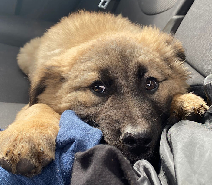 Animals Lebanon - Adopt