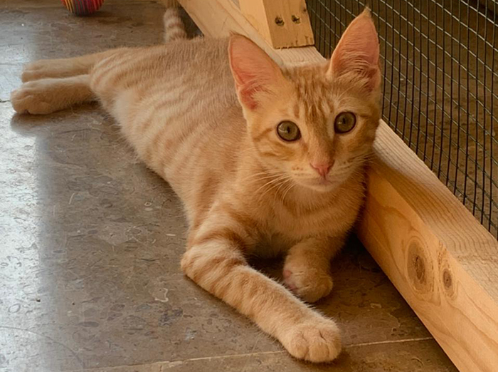 Animals Lebanon - Adopt