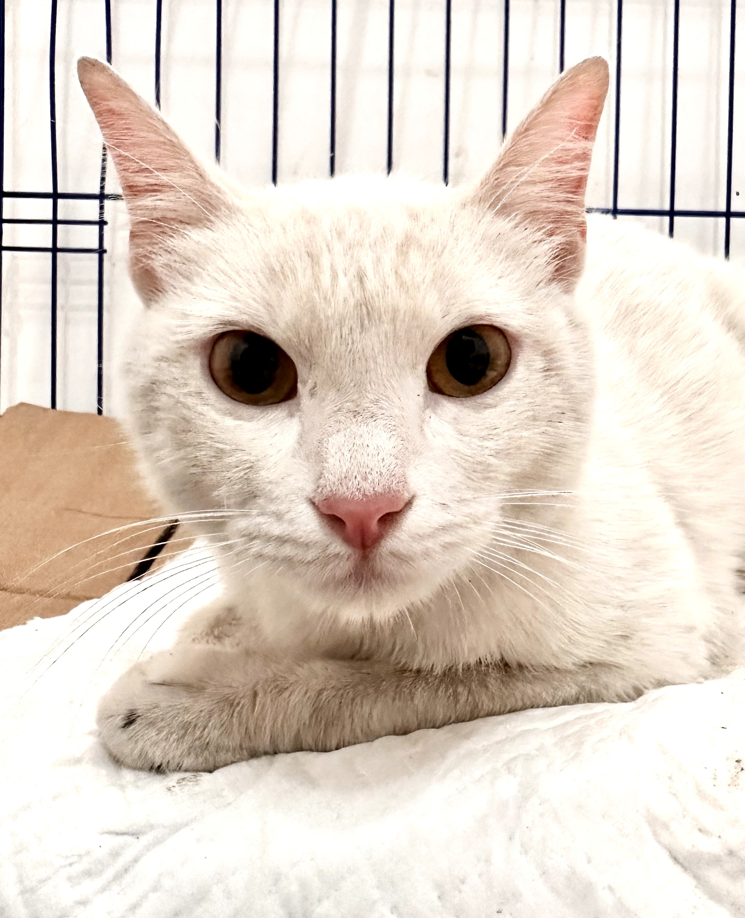 Animals Lebanon - Adopt
