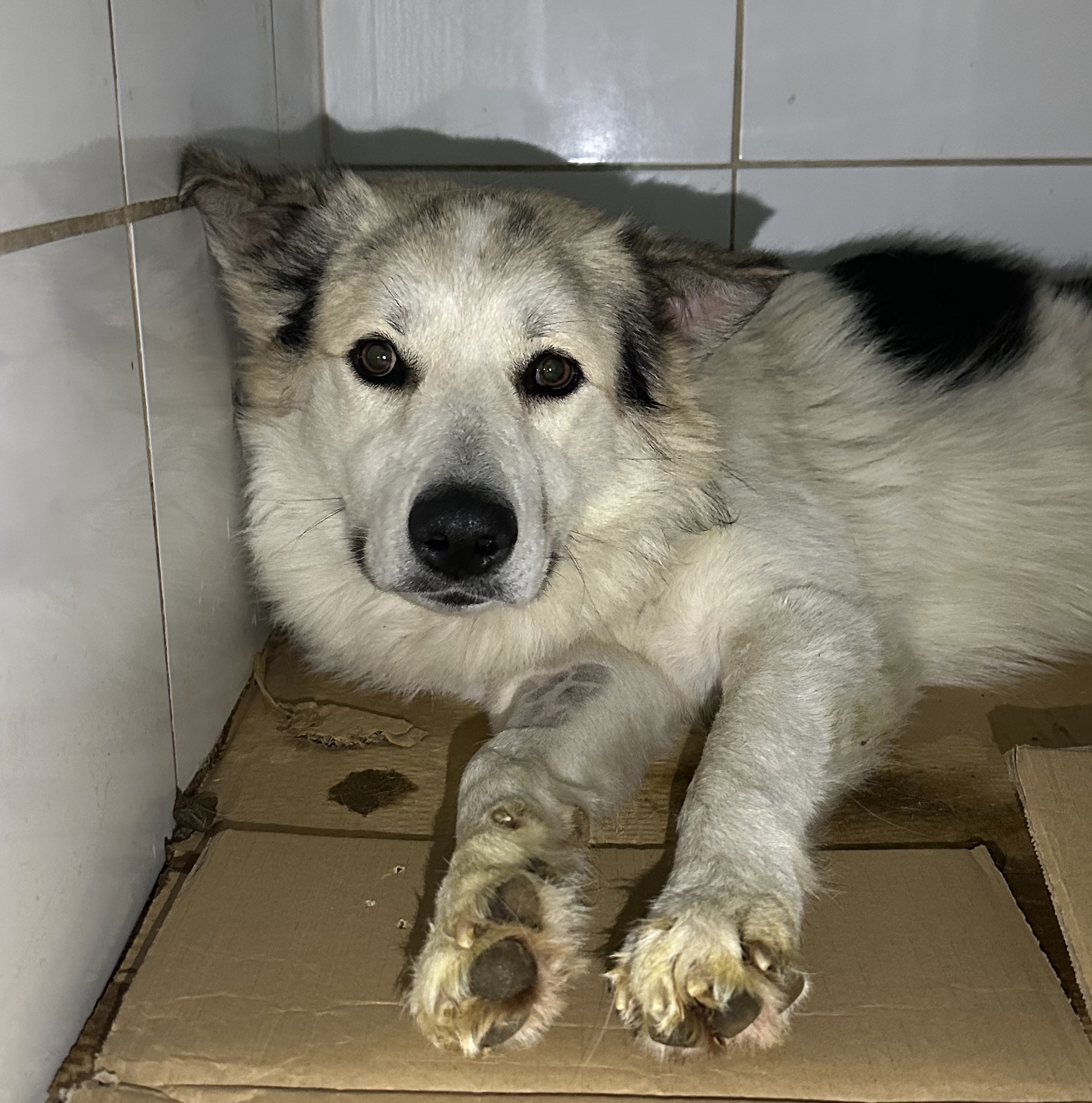 Animals Lebanon - Adopt