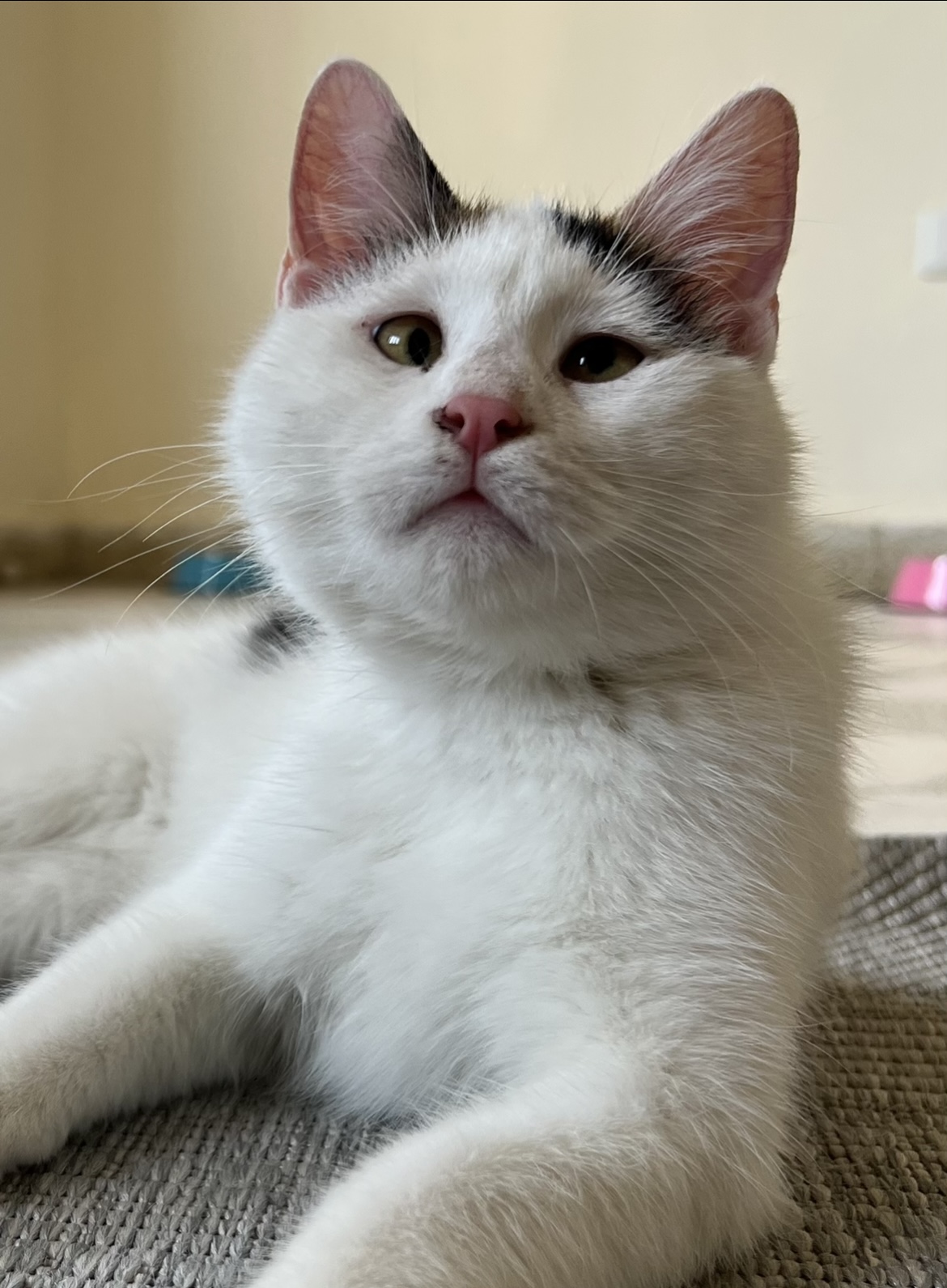 Animals Lebanon - Adopt