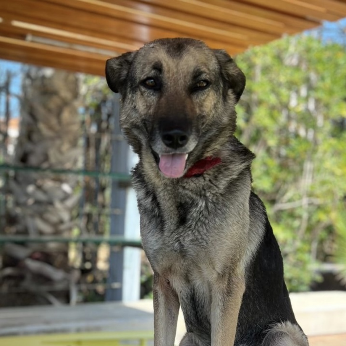 Animals Lebanon - Adopt