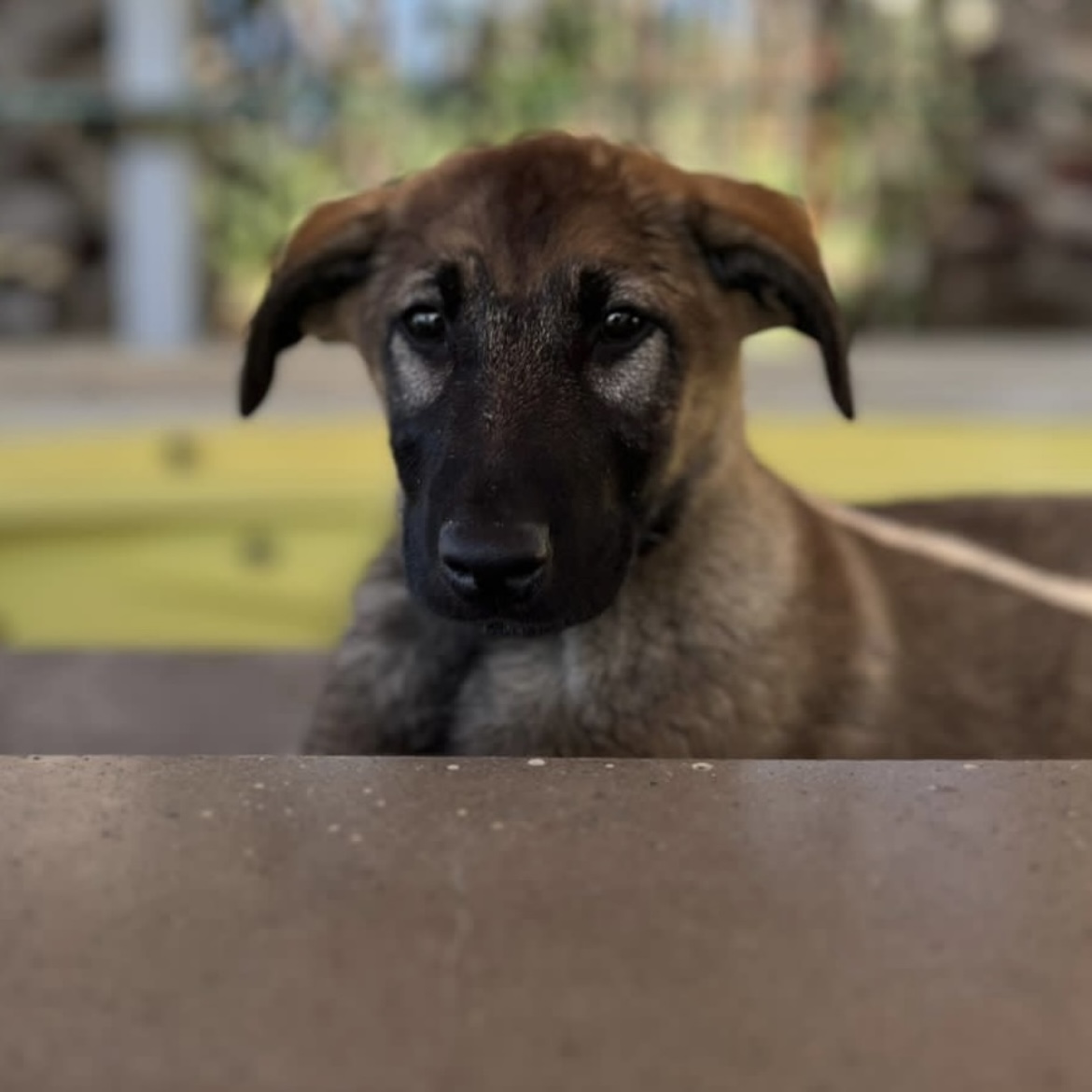 Animals Lebanon - Adopt