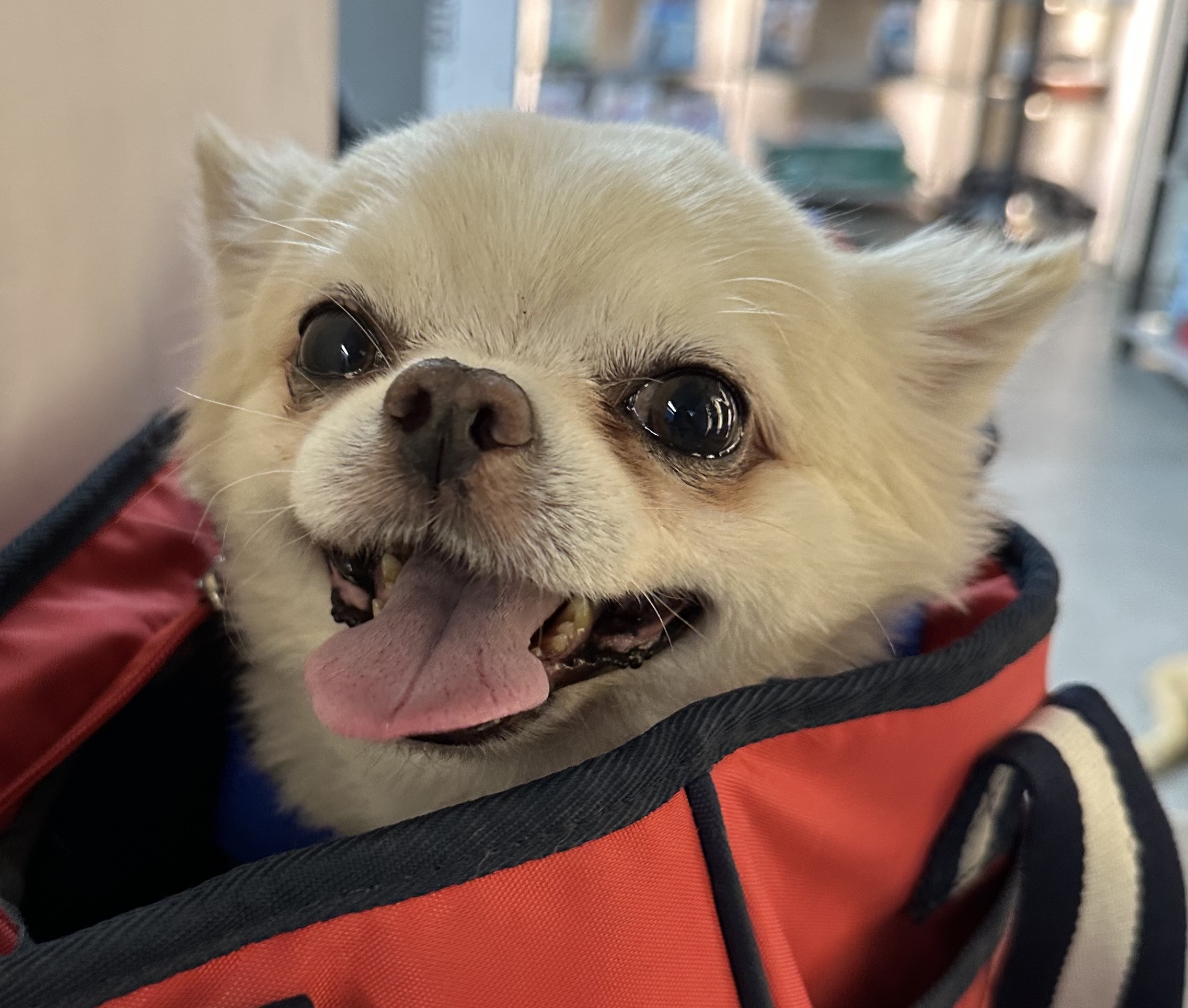 Animals Lebanon - Adopt