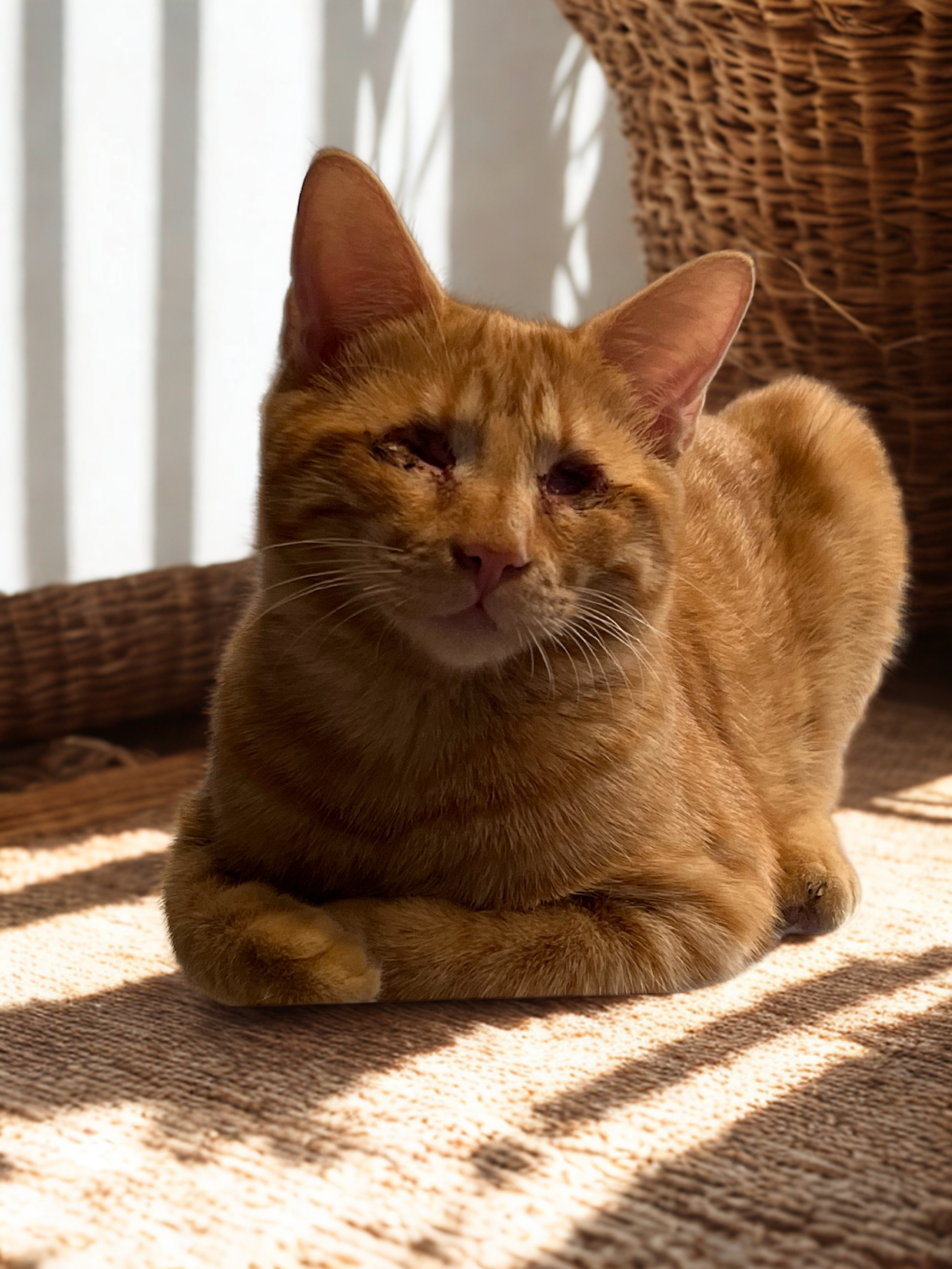 Animals Lebanon - Adopt