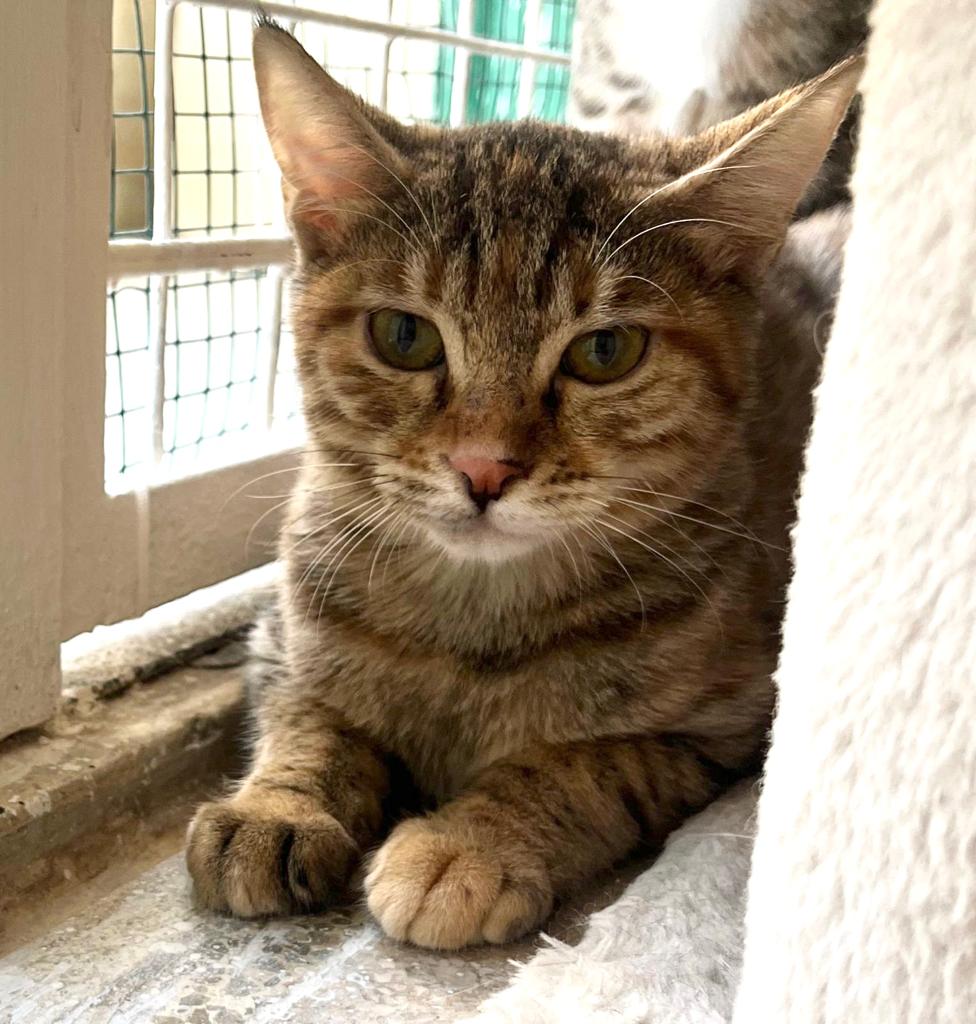 Animals Lebanon - Adopt