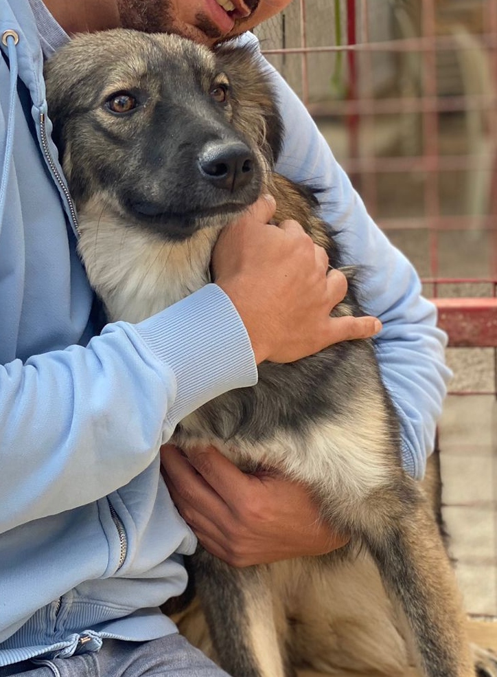 Animals Lebanon - Adopt