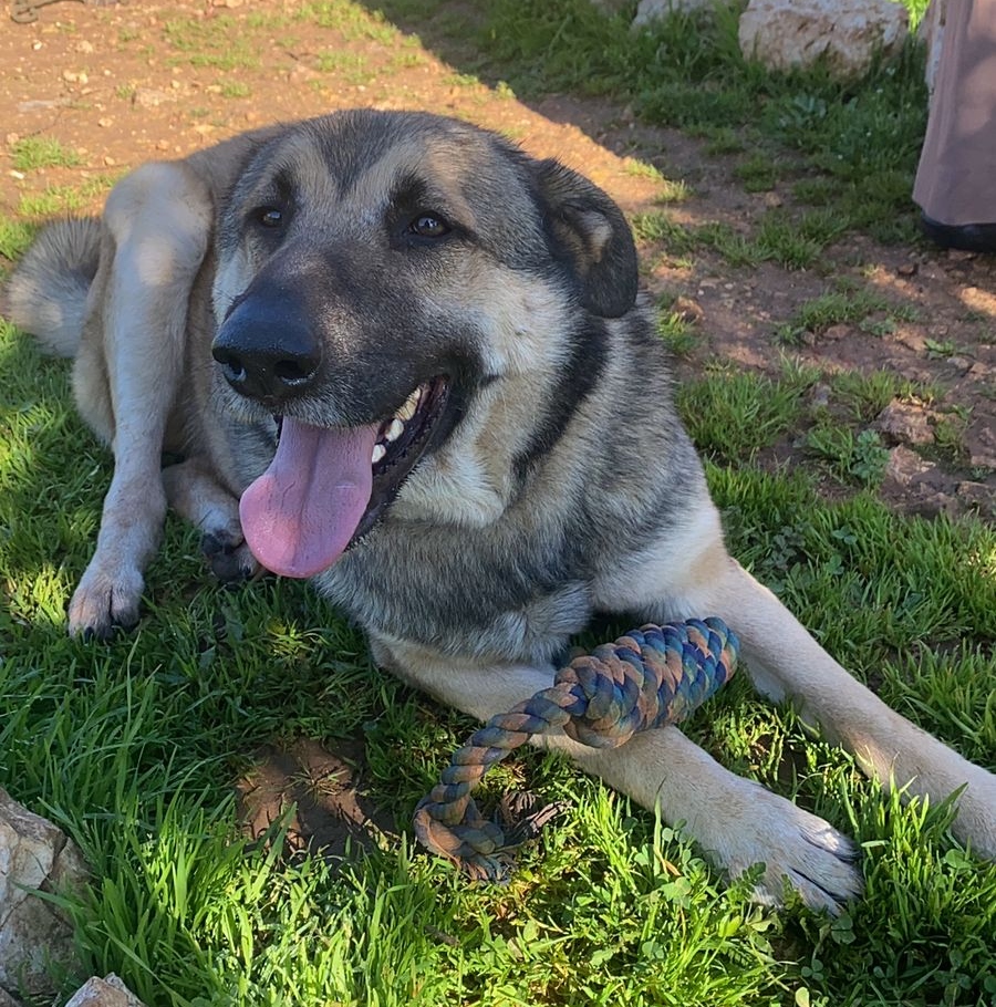 Animals Lebanon - Adopt