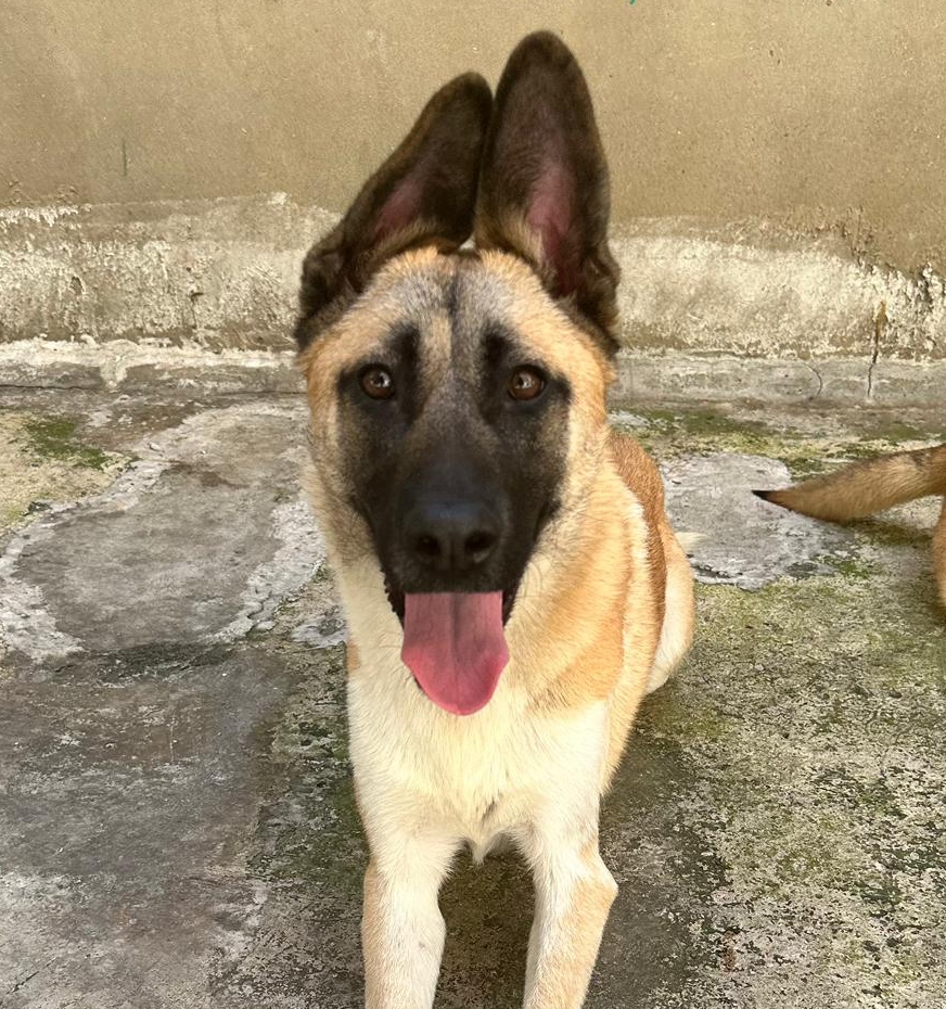 Animals Lebanon - Adopt