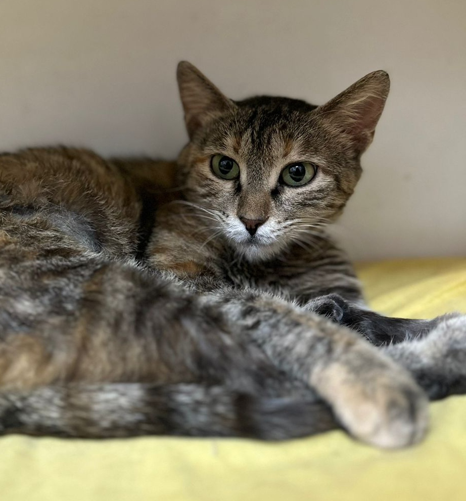 Animals Lebanon - Adopt