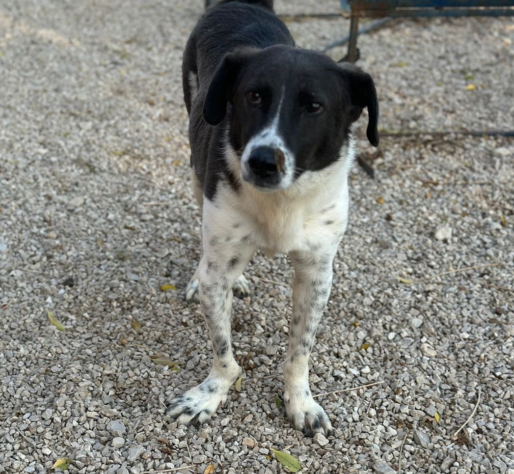 Animals Lebanon - Adopt