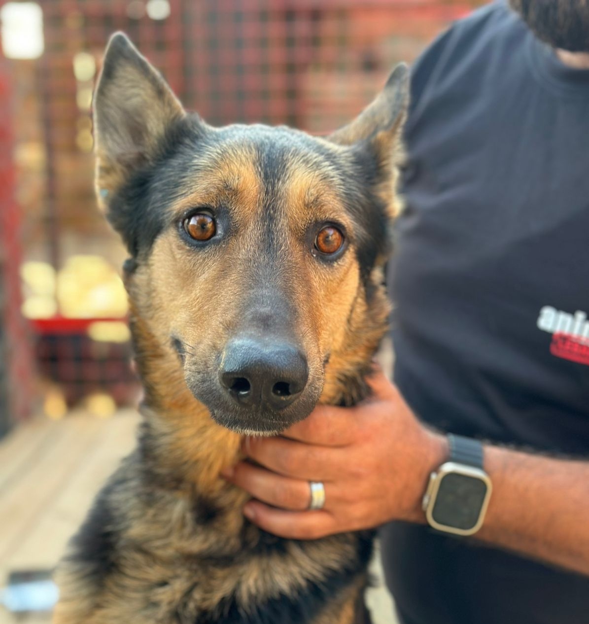 Animals Lebanon - Adopt