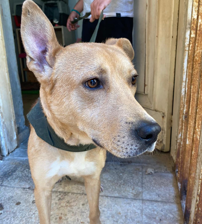 Animals Lebanon - Adopt