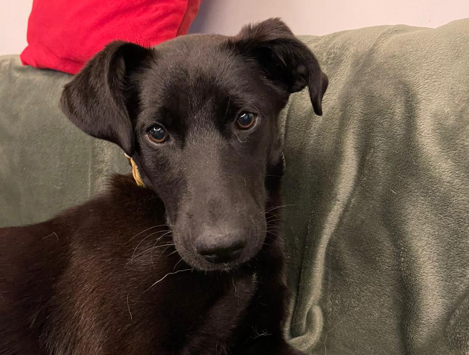 Animals Lebanon - Adopt