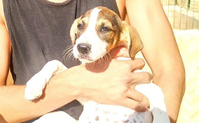 Animals Lebanon - Adopt