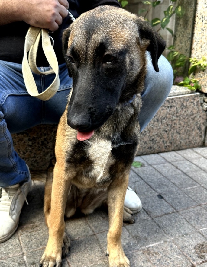 Animals Lebanon - Adopt