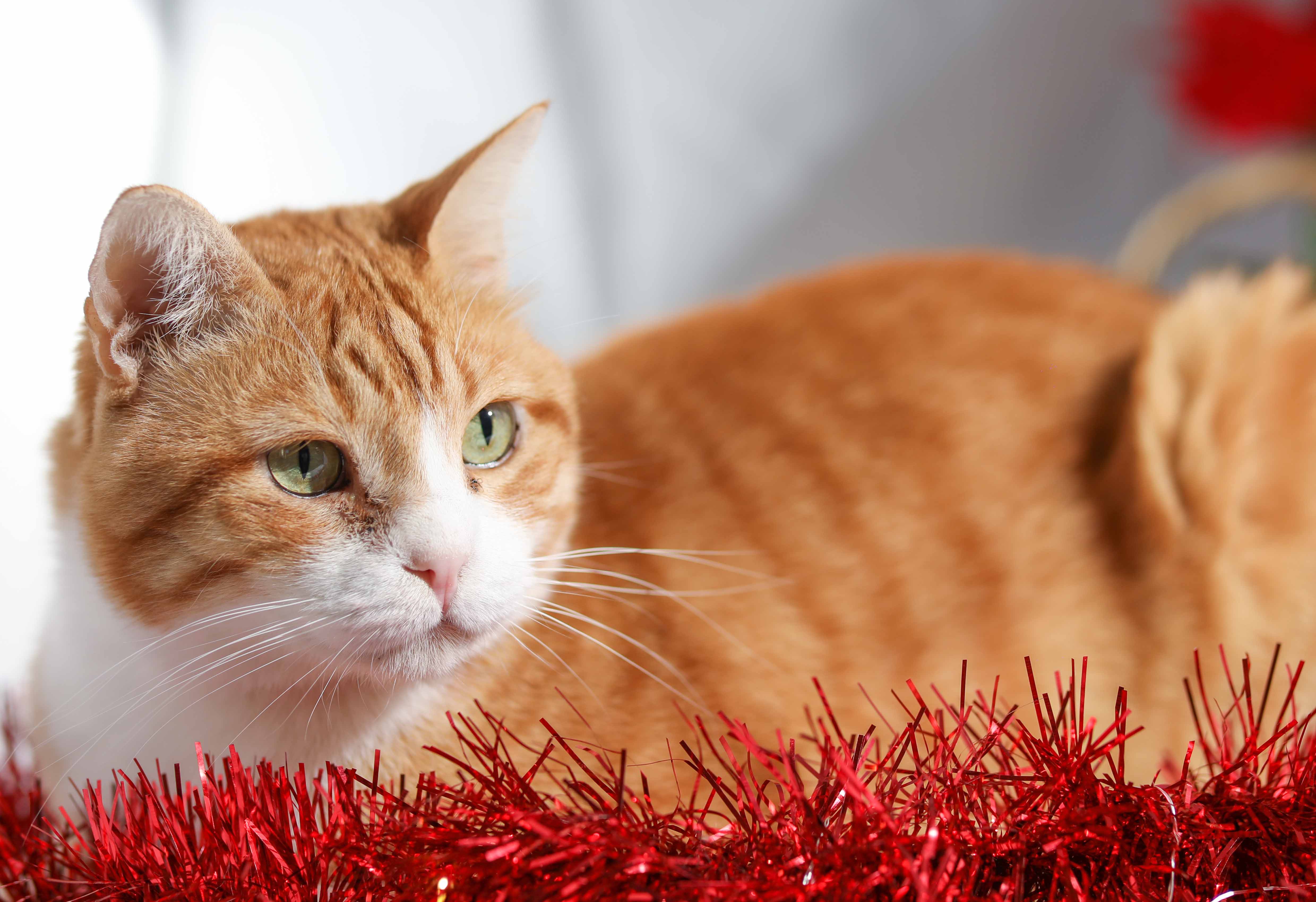 Animals Lebanon - Adopt