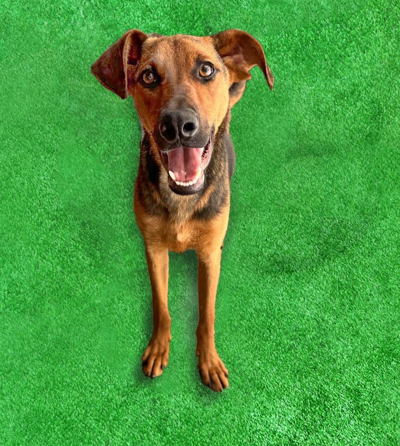 Animals Lebanon - Adopt