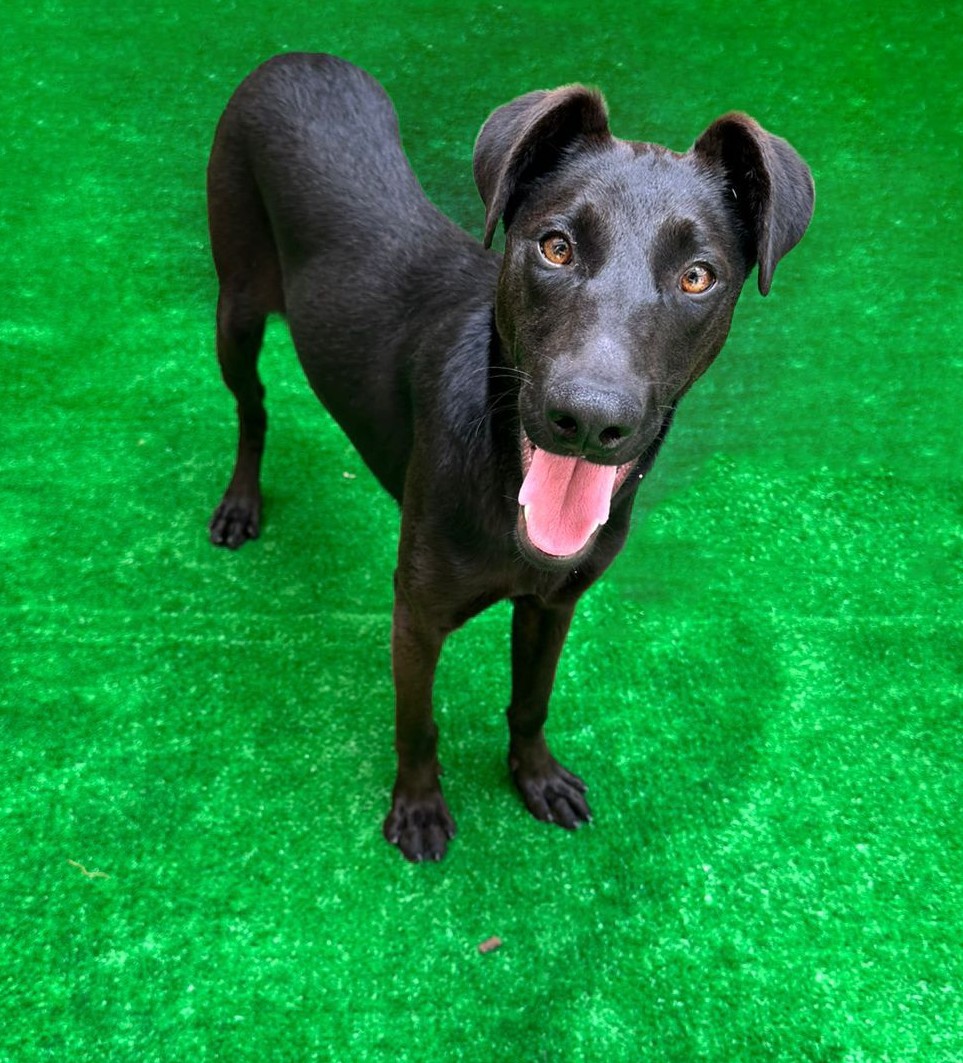 Animals Lebanon - Adopt